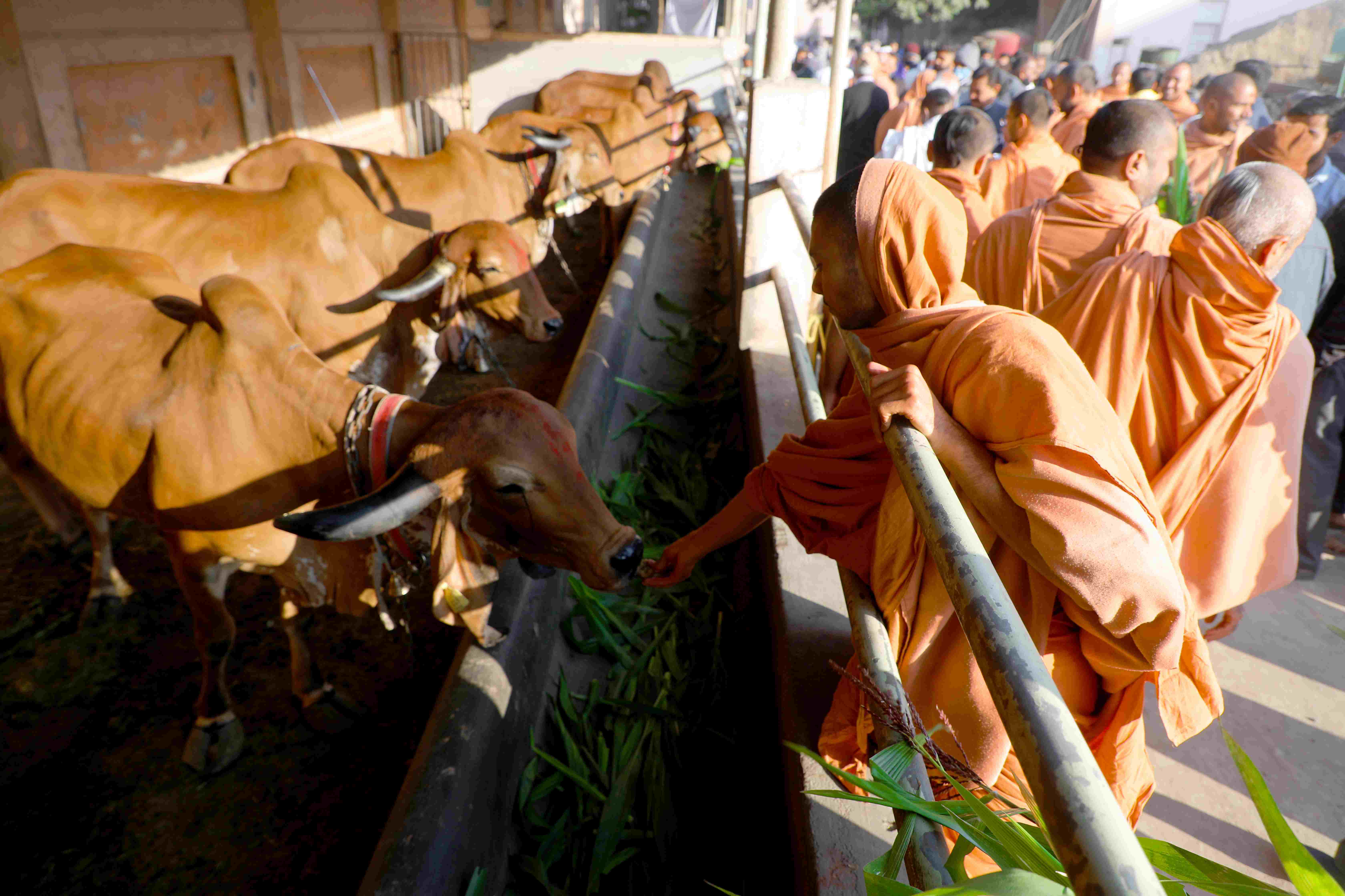Gau Pooja on Makar Sankranti at Rajkot Gurukul | Swaminarayan Gurukul ...